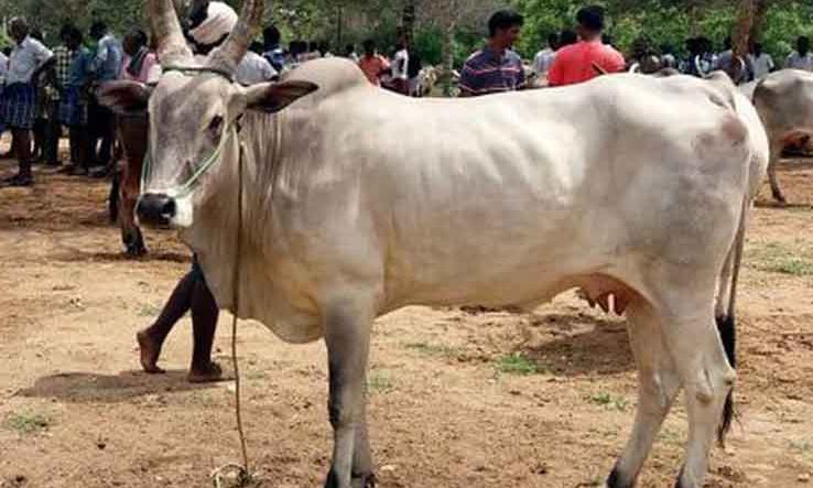 milk cow guying for subsidy | கறவை மாடு வாங்க மானியம்