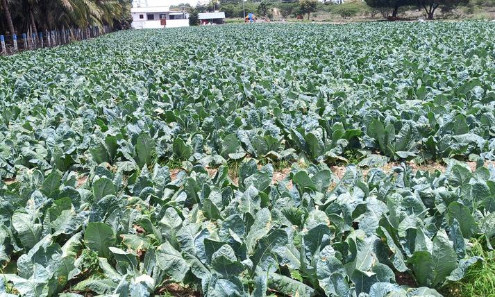 kaliflower cultivation interst in formers | காலிபிளவர் சாகுபடியில் ...