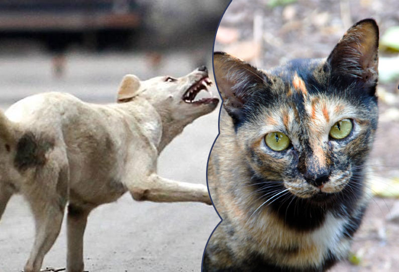 Woman, awaiting cat bite injection, bitten by stray dog inside Kerala ...