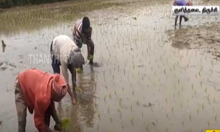 North state laborers who set foot in agricultural work - 8 acres of ...