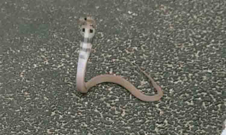 A nice snake that took a picture on Melapatti Road | மேலப்பட்டி ...