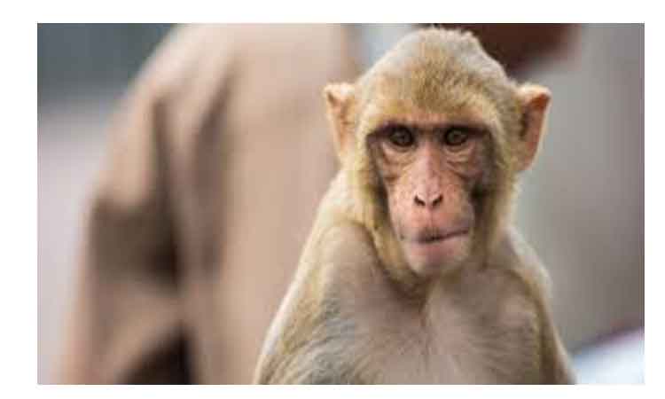10 monkeys were found dead in the forest dead in the forest ...