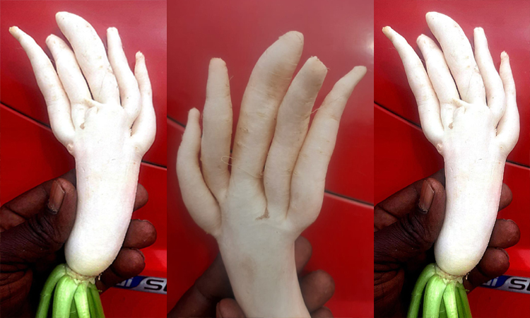 Miracle Radish sold like a human hand | மனித கை போல விற்பனைக்கு வந்த ...