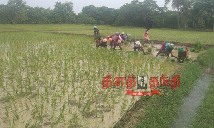 Paddy planting work | நெல் நடவு பணி