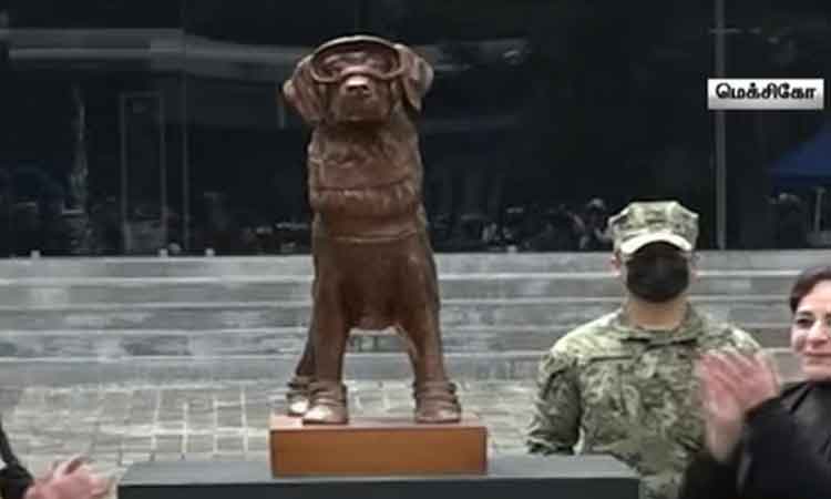 Statue of Frida the famous Mexican Navy dog unveiled | புகழ்பெற்ற ...