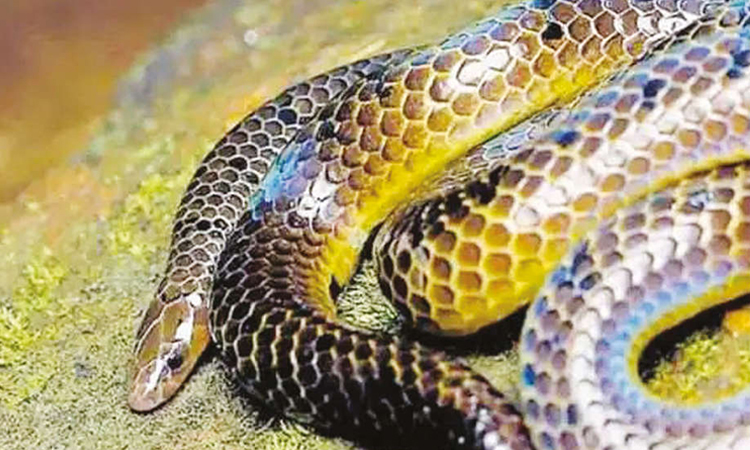A miraculous snake that came out of the soil in Wayanad forest | வயநாடு ...