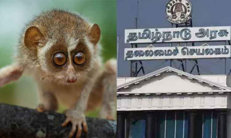 India's first Devang Sanctuary to be set up in Tamil Nadu - Tamil Nadu ...