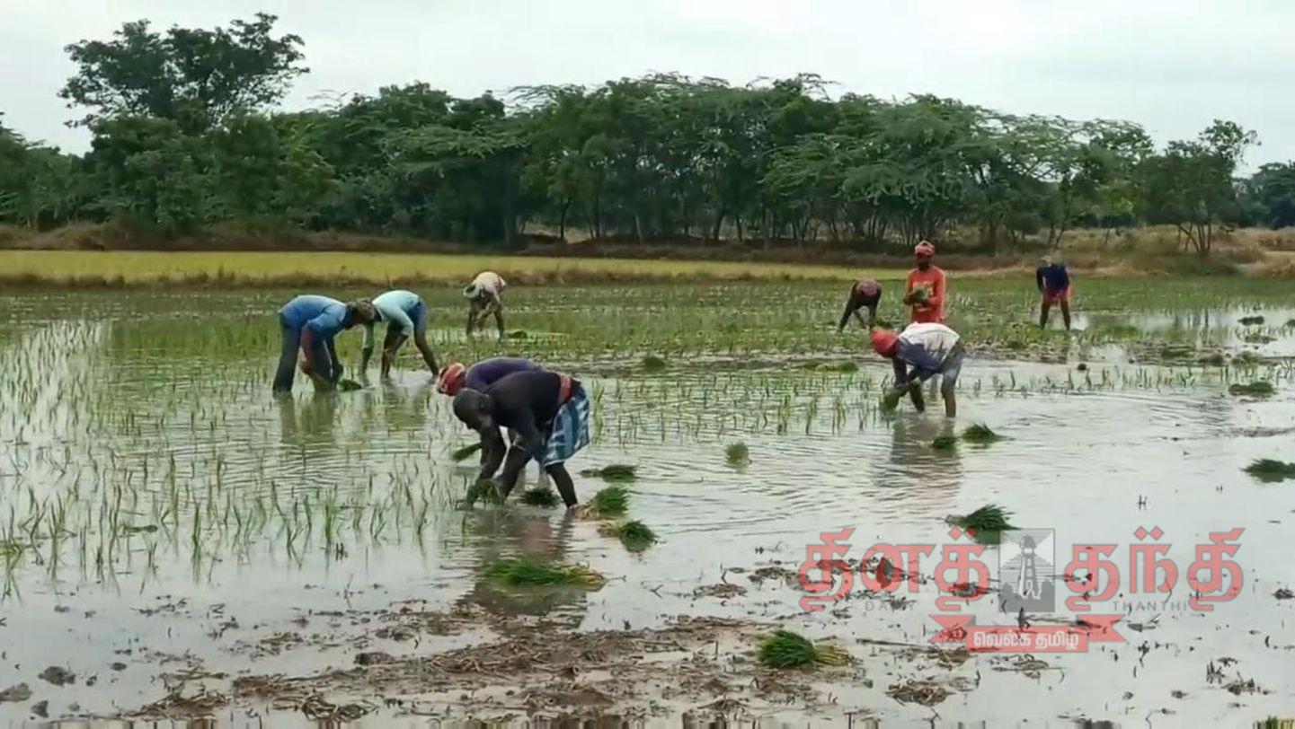 north indian labours in paddy field | சம்பா, தாளடி நடவுப்பணிகளில் ...
