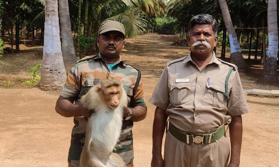 monkey lock the net | சேட்டை செய்த குரங்கு வலையில் சிக்கியது
