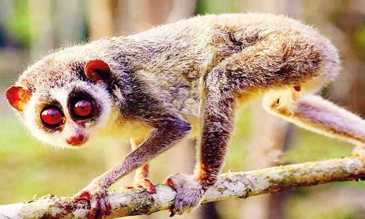 "God's Votive Animal - Devang?" What is the reason for hunting? | "தெய்வ வாக்கு விலங்கு ...