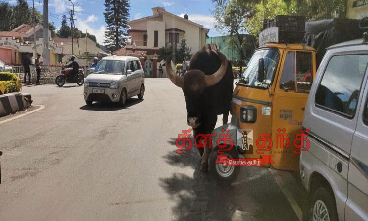 Bison Movement; Citizens run screaming | காட்டெருமை நடமாட்டம் ...