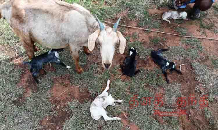 A miracle goat that gave birth to 5 kids | 5 குட்டிகளை ஈன்ற அதிசய ஆடு
