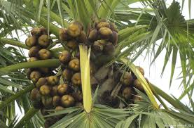 palm tree | அடி முதல் நுனி வரை வள்ளல்போல் அள்ளிதந்த கற்பகதரு
