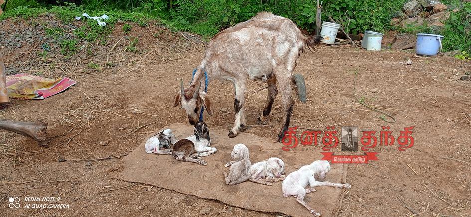 goat | மொடக்குறிச்சி அருகே 5 குட்டிகள் ஈன்ற ஆடு