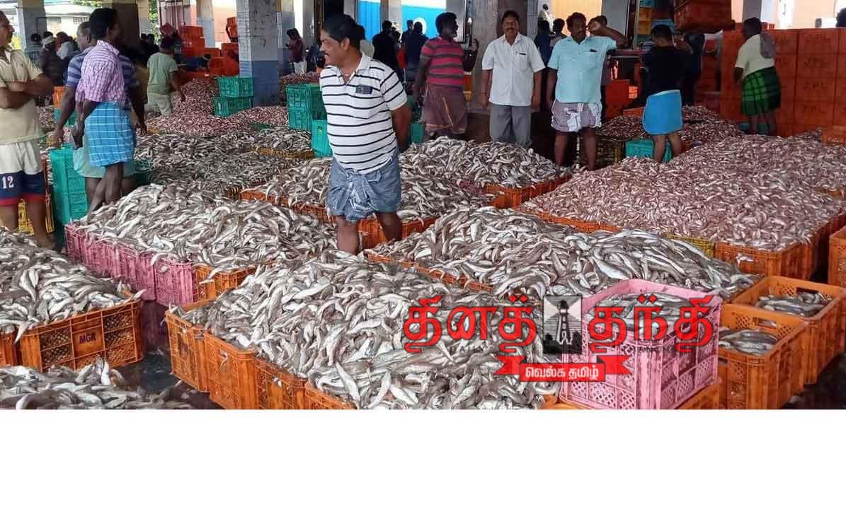 Nakandam fish caught in the nets of Kulachal fishermen | குளச்சல் ...