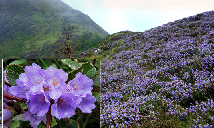 Entrance fee for tourists to see blooming Kurunji flowers in Kalliparai ...