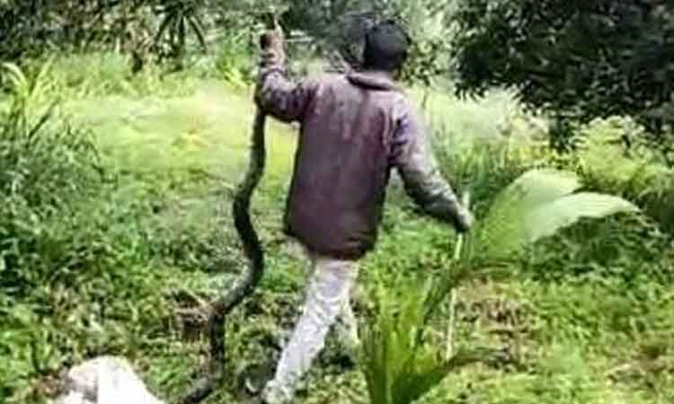 A 10 feet python was caught | 10 அடி நீள மலைப்பாம்பு பிடிப்பட்டது