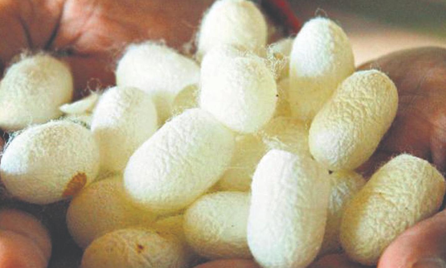 silk | பட்டு விவசாயிகளை ஒரே இடத்துக்கு வரவழைத்து நலத்திட்ட உதவிகள்