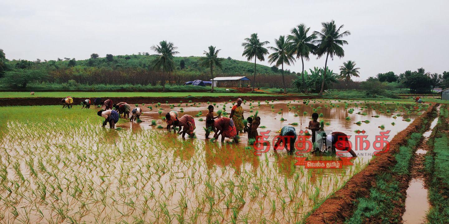 Planting work intensity | நாற்று நடவு பணி தீவிரம்