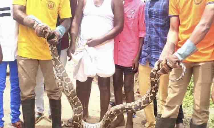 A 10-foot-long python was caught after it swallowed a chicken | கோழியை ...