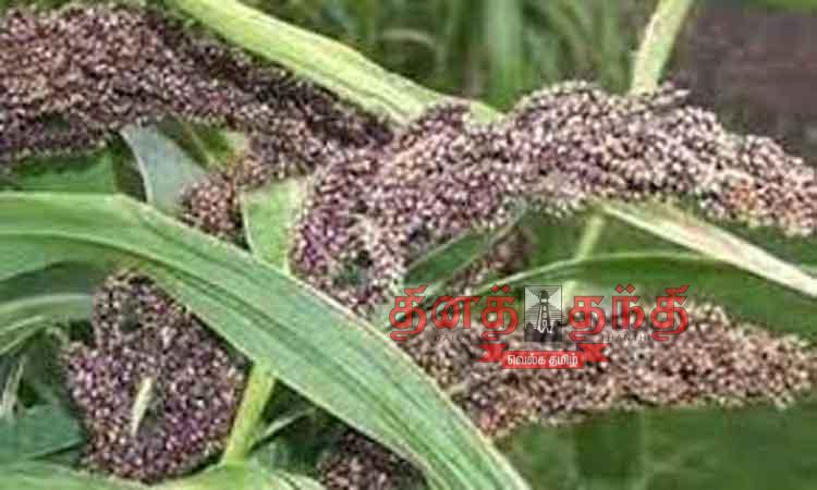 Exhibition to promote traditional crop varieties | பாரம்பரிய பயிர் ...