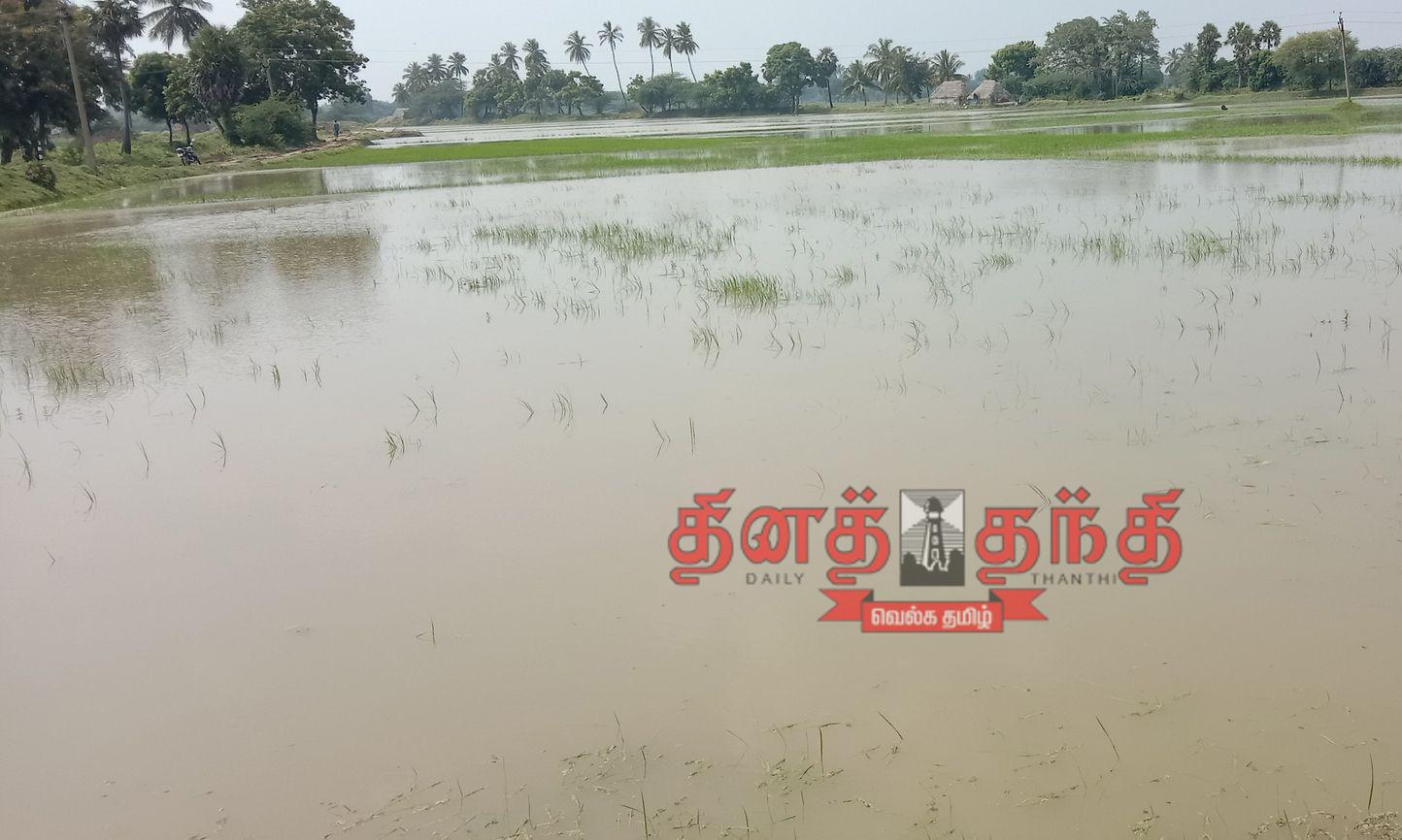 10,000 acres of paddy fields were submerged | 10 ஆயிரம் ஏக்கர் ...