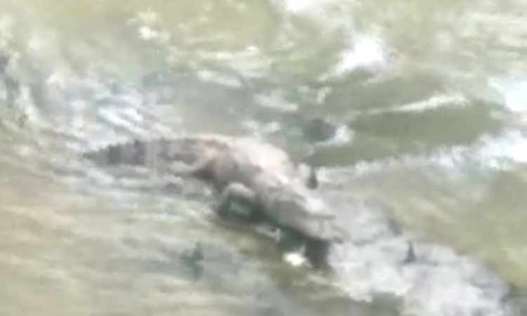 Crocodile movement in Trichy Ayyan canal | திருச்சி அய்யன் வாய்க்காலில் ...