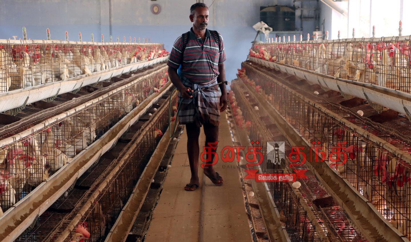 namakal poultry farm | கேரளாவில் பறவை காய்ச்சல் எதிரொலி: நாமக்கல் ...