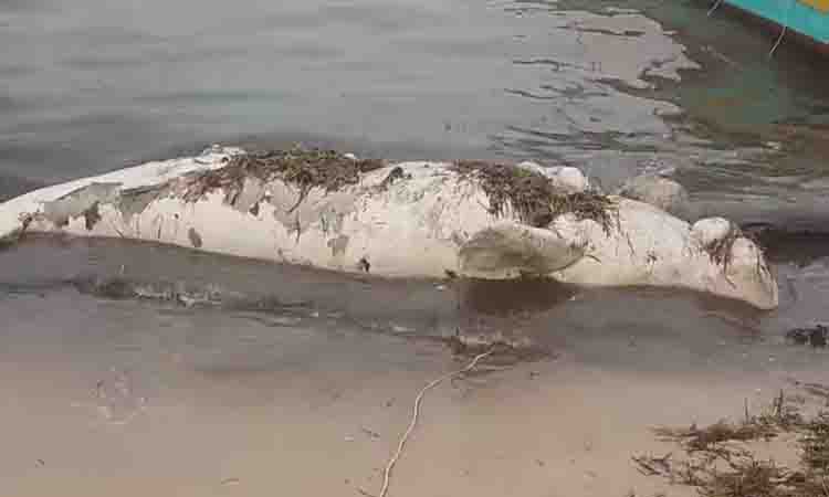 Dead sea cow washed ashore | இறந்த நிலையில் கரை ஒதுங்கிய கடல் பசு