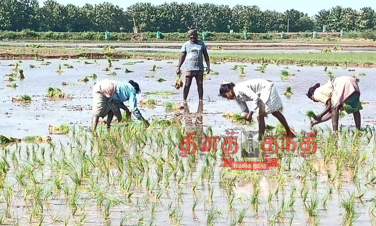 Samba planting work is intensive | சம்பா நடவு பணிகள் தீவிரம்