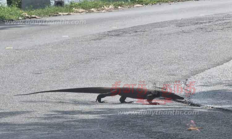 Udumbu crossing the road on the Thimpam pass | திம்பம் மலைப்பாதையில் ...