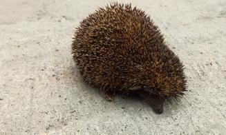 capture in rare species spike rat | அரிய வகை முள்ளெலி