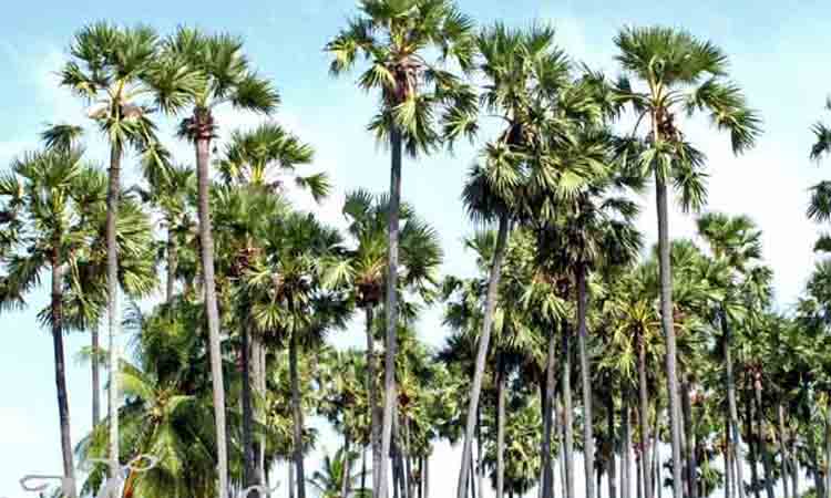 Action against those who cut palm trees - Information in Madurai High ...
