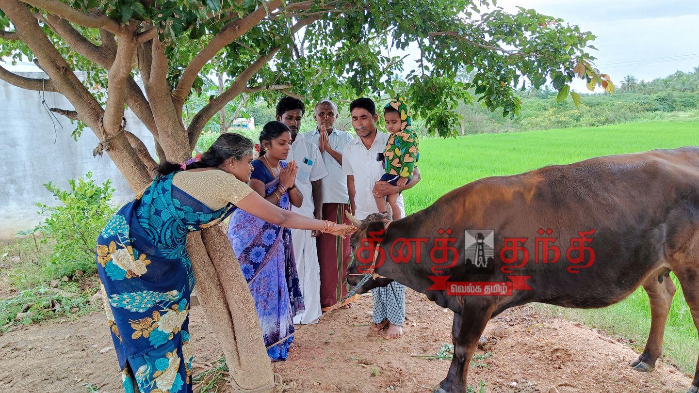 A special cow | வடமதுரை அருகே 24 மணி நேரமும் பால் தரும் தெய்வீக பசு