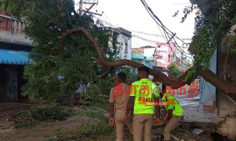 The tree broke and fell on power lines | மரம் முறிந்து மின் கம்பிகள் ...