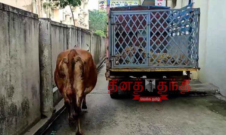 A cow ran after a vehicle carrying a calf | கன்றுக்குட்டியை எடுத்து ...