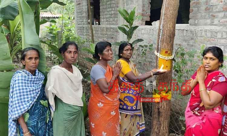 Milk dripped from the neem tree | வேப்பமரத்தில் பால் வடிந்தது