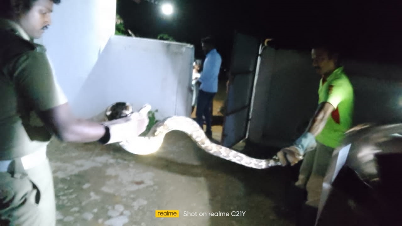A 10-feet-long python that entered the house was caught | வீட்டிற்குள் ...