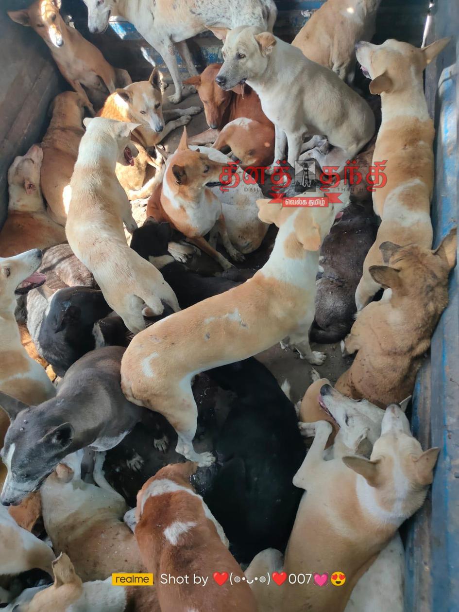 Evacuation of 45 stray dogs roaming around in Seyya | செய்யாறில் ...
