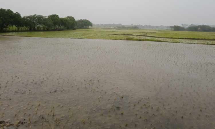 Paddy fields submerged in rainwater | மழை நீரில் மூழ்கிய நெற்பயிர்கள்