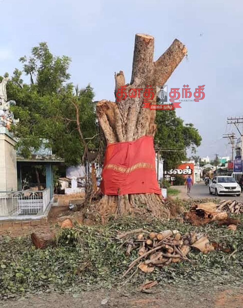 salai mariyal | குருவரெட்டியூரில் பழமையான அரச மரம் வெட்டி அகற்றம் ...