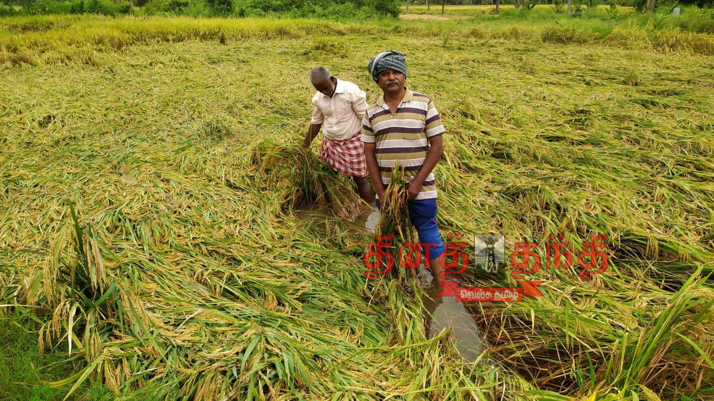 Damage to rice crops | ஏரி நிரம்பி கரை உடைந்ததால் 250 ஏக்கர் ...