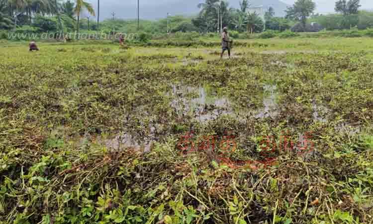 Groundnut plants rotting under rain water | மழை நீரில் மூழ்கி அழுகும் ...