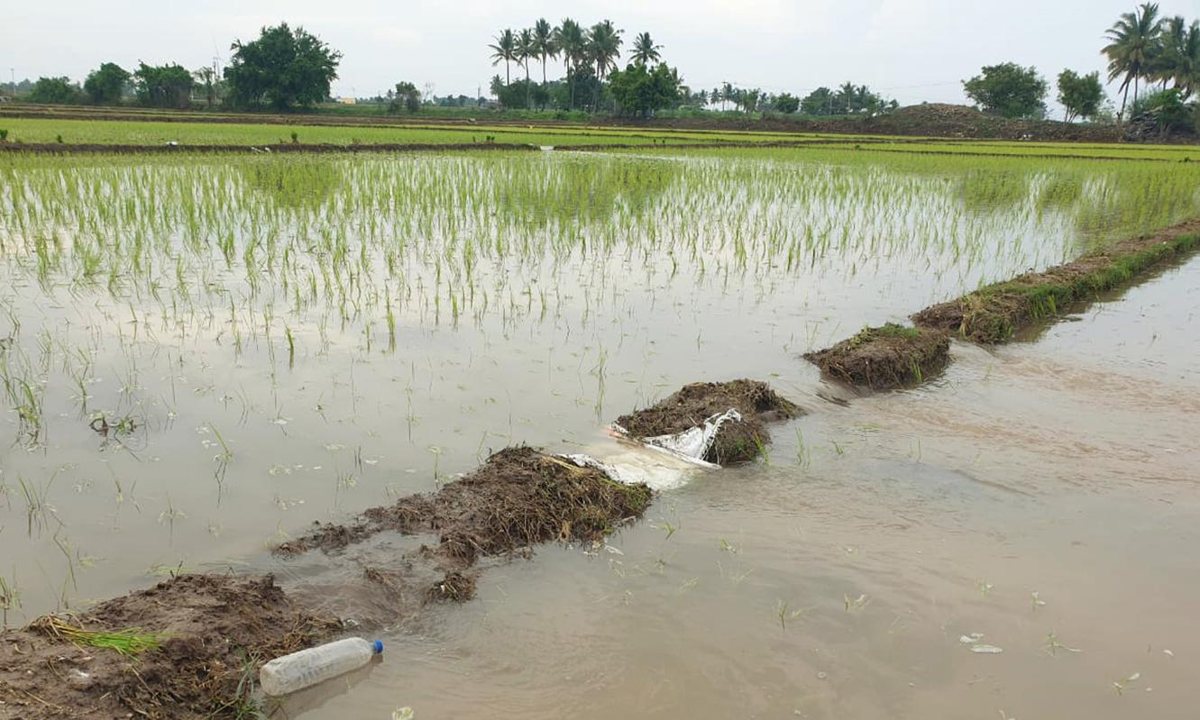 rain land | கனமழையால் 1000 ஏக்கரில் நெற்பயிர்கள் தண்ணீரில் மூழ்கின.