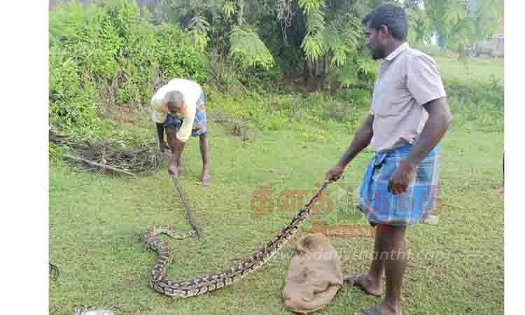 A 10-foot python was caught trying to devour a turkey | வான்கோழியை ...