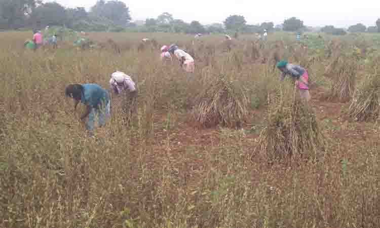 Sesame harvest work is intensive in rainfed lands | மானாவாரி நிலங்களில் ...