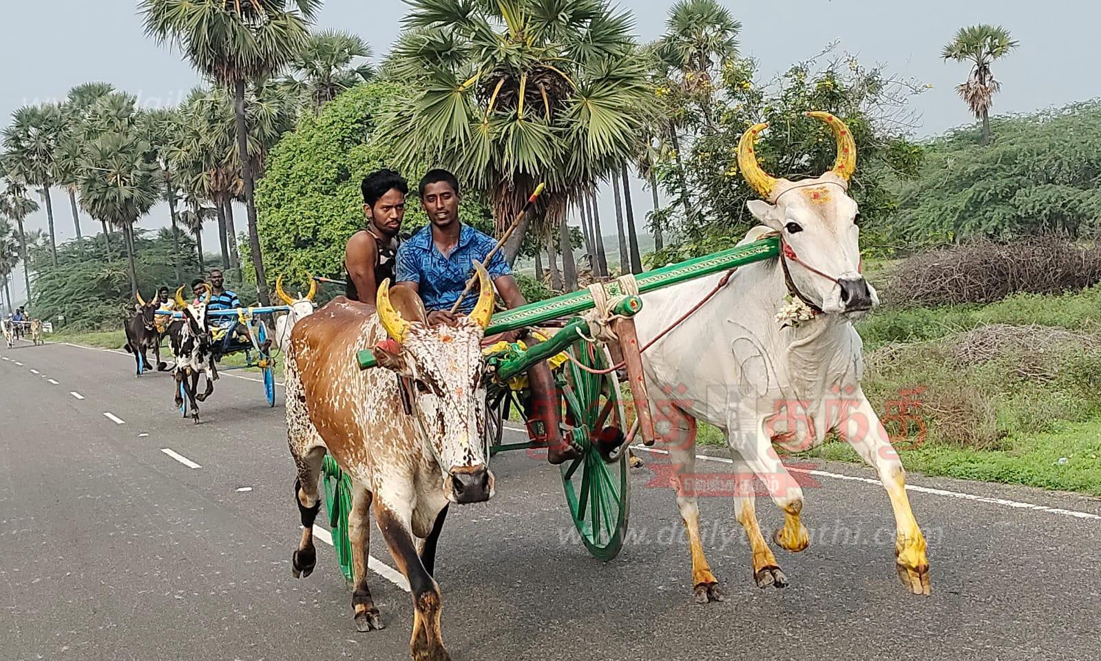 Double bullock cart race on the occasion of temple festival | கோவில் ...