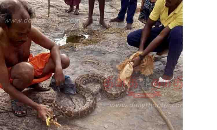 A 12-foot-long python was caught after it swallowed a chicken | கோழியை ...