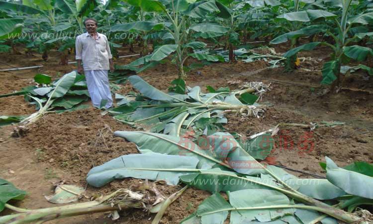 Wild boars are flamboyant; 300 bananas were destroyed | காட்டு பன்றிகள் ...