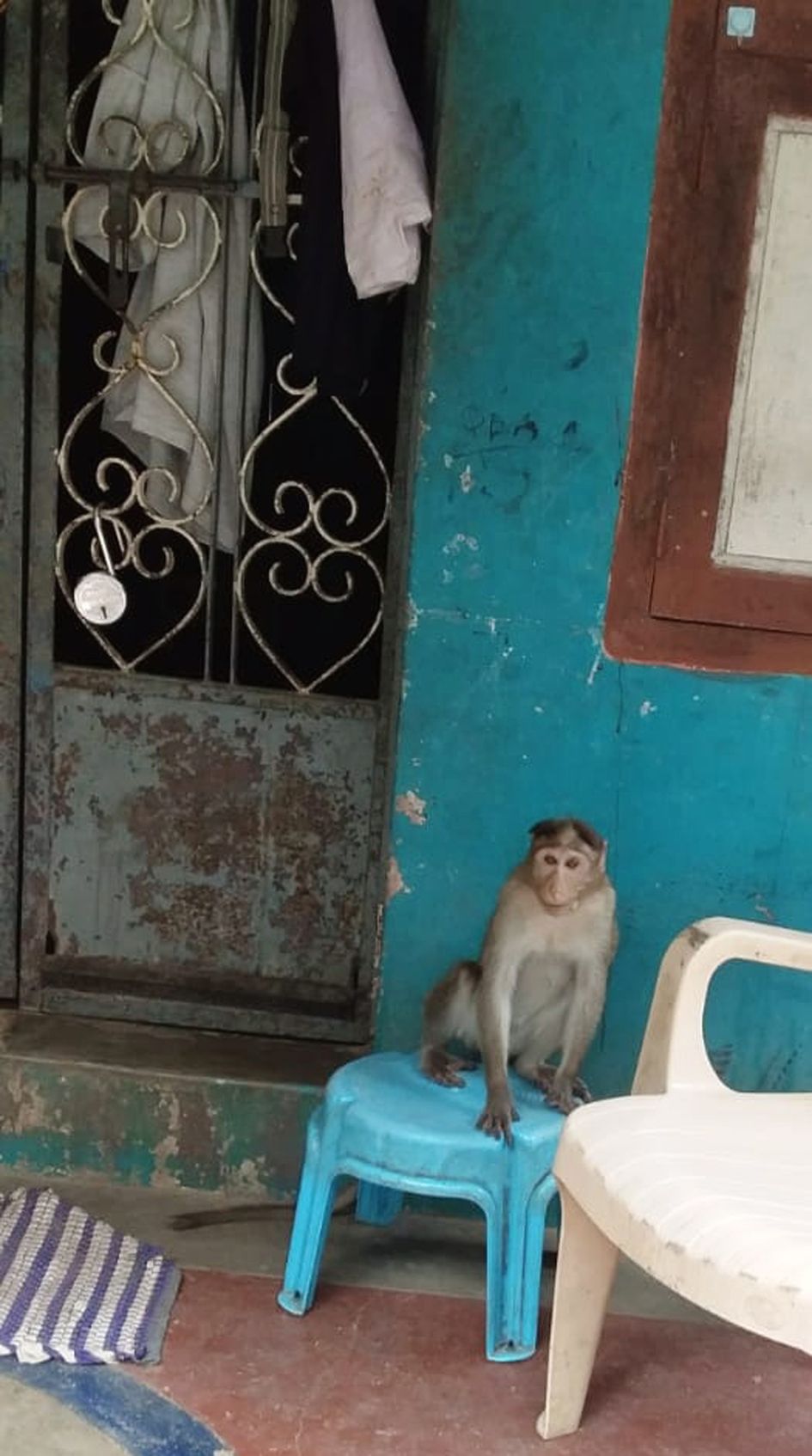 People suffer due to monkey infestation | குரங்கு தொல்லையால் பொதுமக்கள் ...